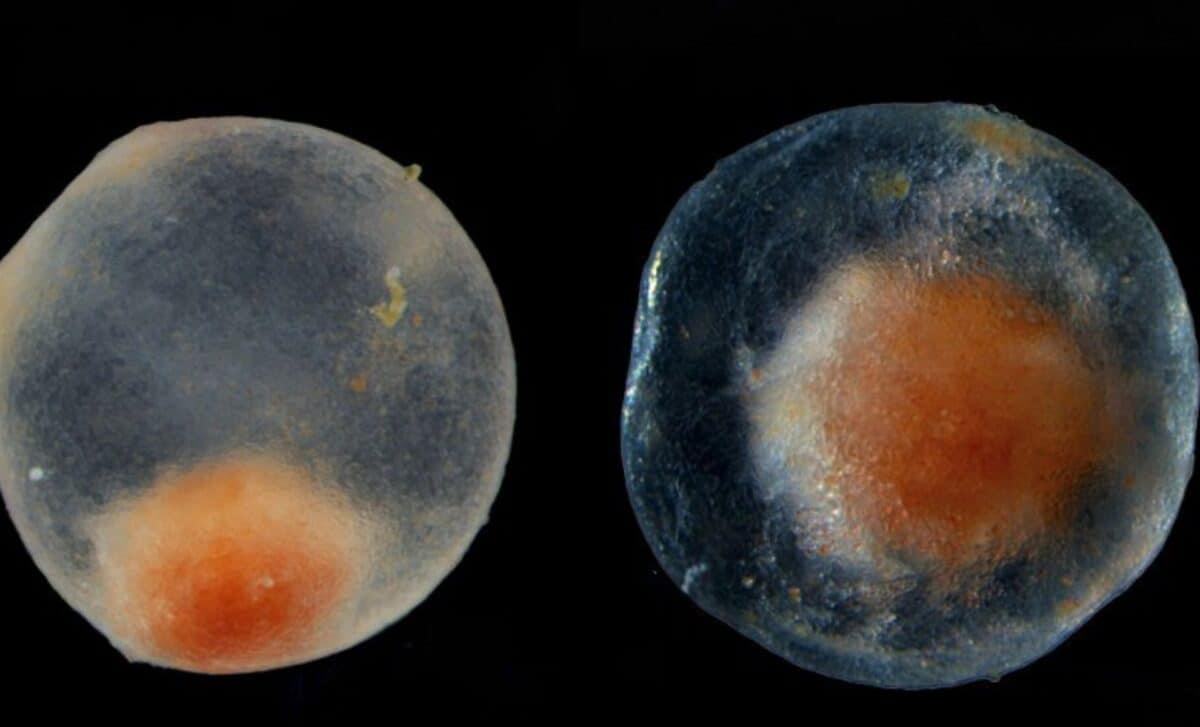 Researchers severed this animal’s tissue. It healed itself and kept living