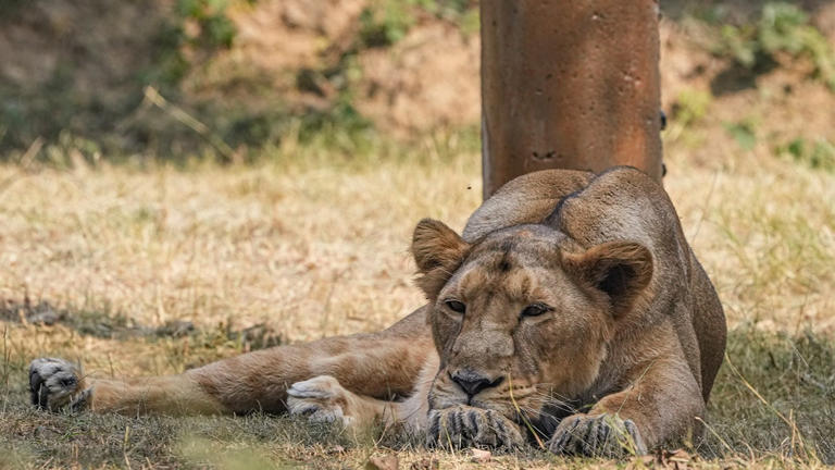 As 11 Gir lions fall to babesiosis, canine distemper virus, a 2018 ...