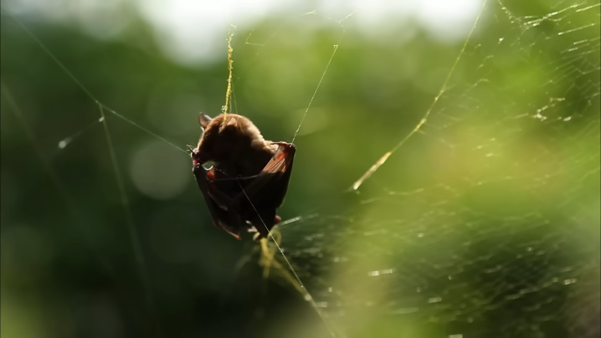 This baby bat got stuck in a spider's web - what happened next was horrible