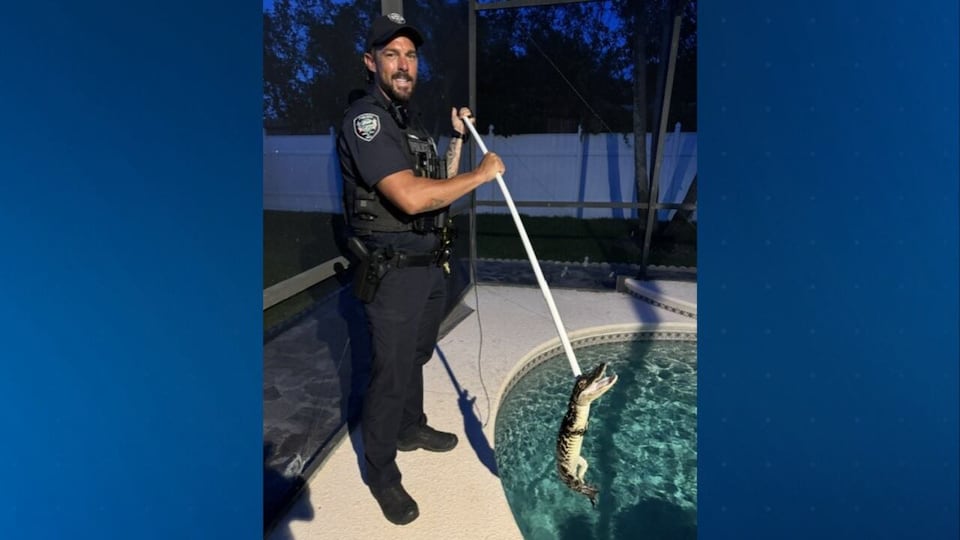Alligator found swimming in Belle Isle backyard pool