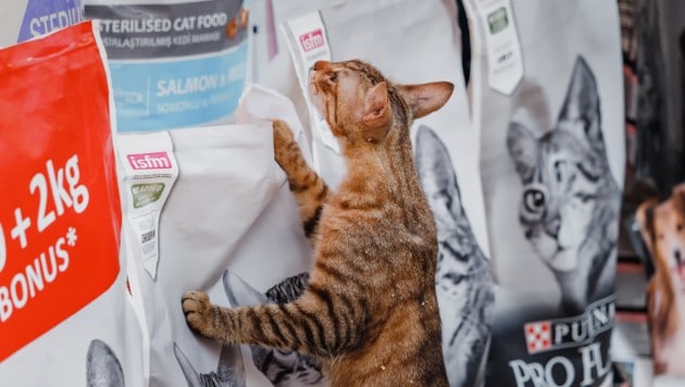 Nestlé setzt künftig auf Katzen- statt Babynahrung