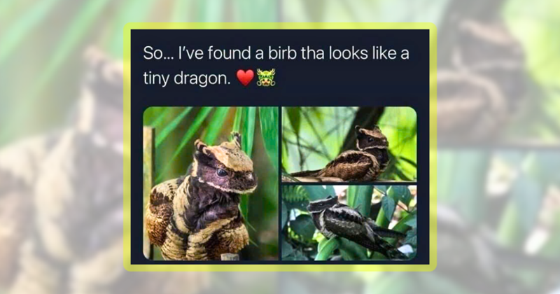 19 tweetheart feathery friends bringing you bird beaks of bliss