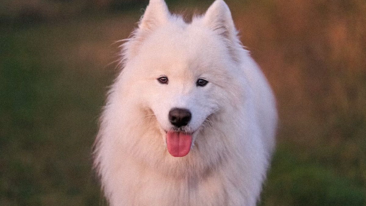 The giant teddy bears: 5 dog breeds that look like actual plush toys