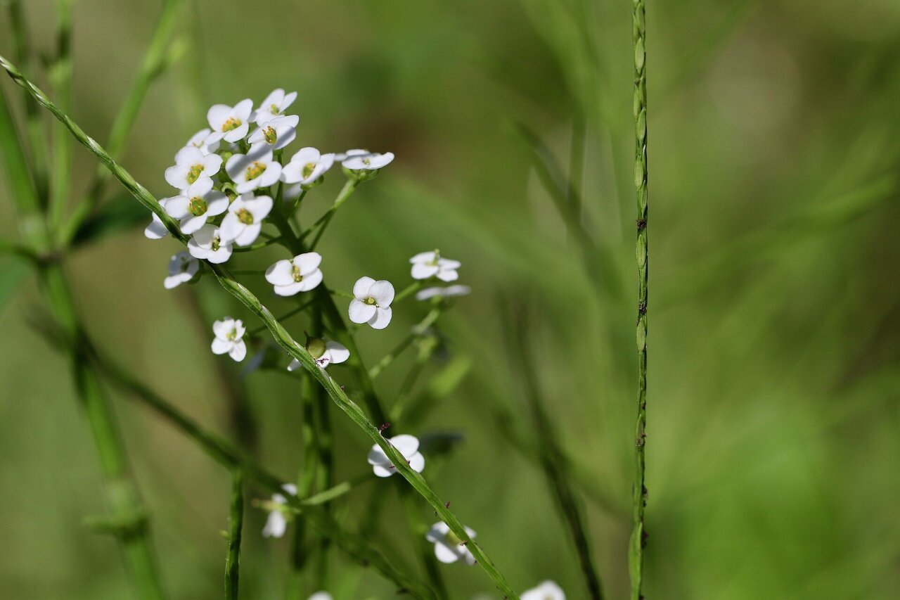 Tiny membrane tethers revealed as key to plant cell survival in drought