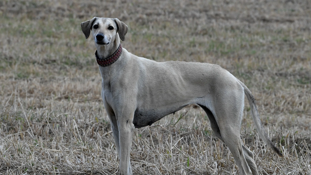 13 rare and lesser-known dog breeds
