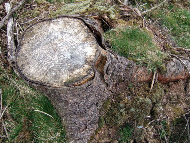 In 2021, tree rings pinpointed a Norse camp in Newfoundland to one ...