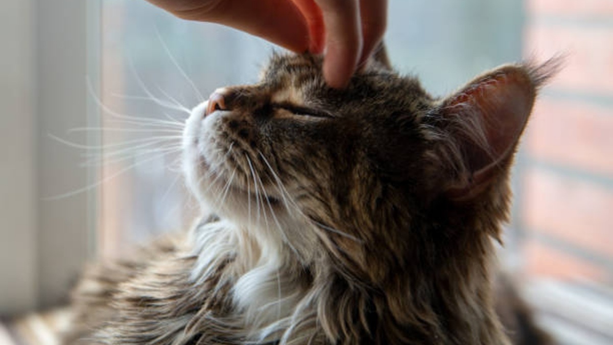 9 subtle changes in your cat that could indicate a health problem