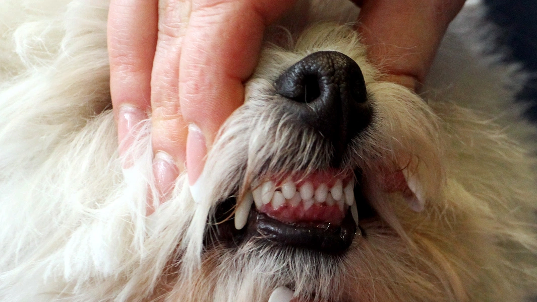 6 funniest dog teeth moments