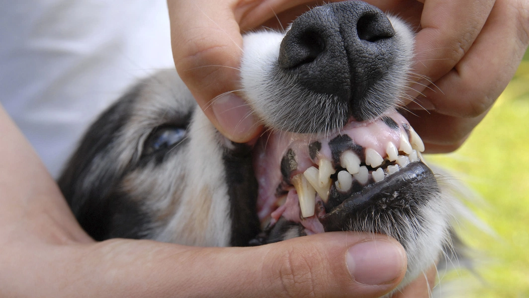 6 funniest dog teeth moments