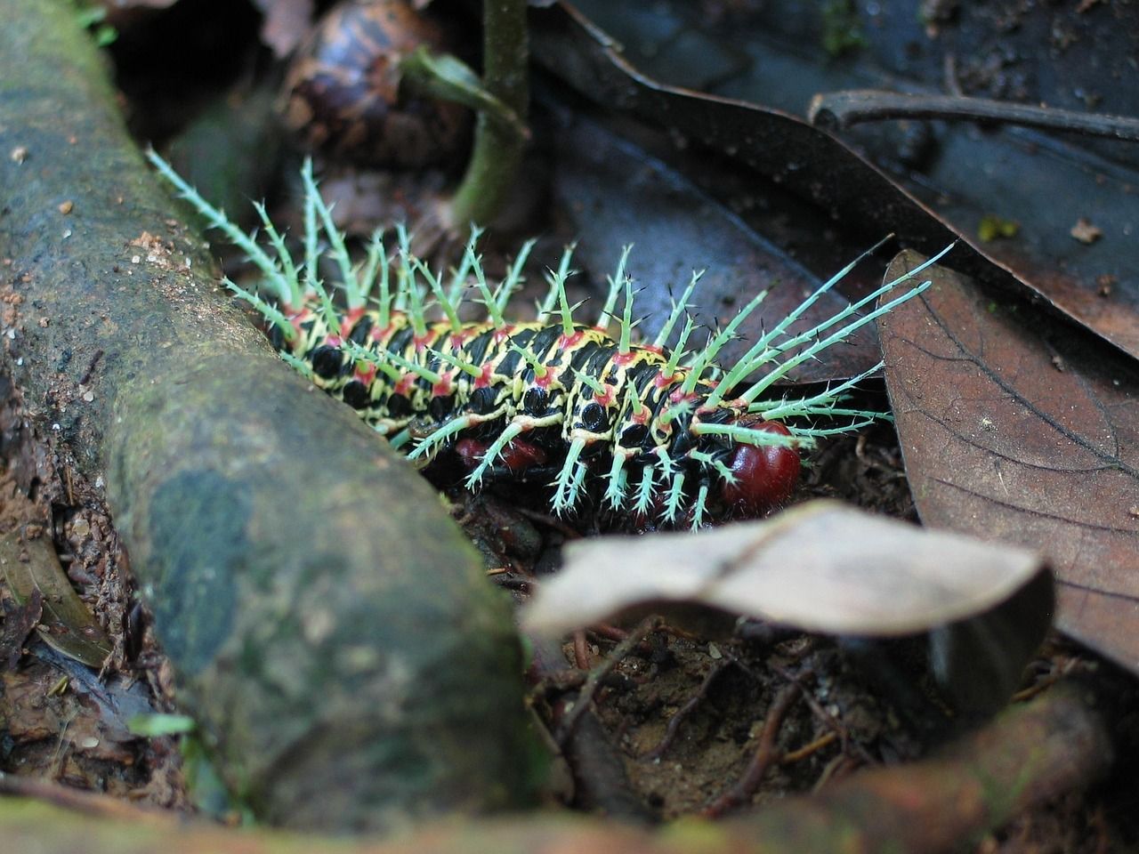 🦋 Many insects could disappear with global warming