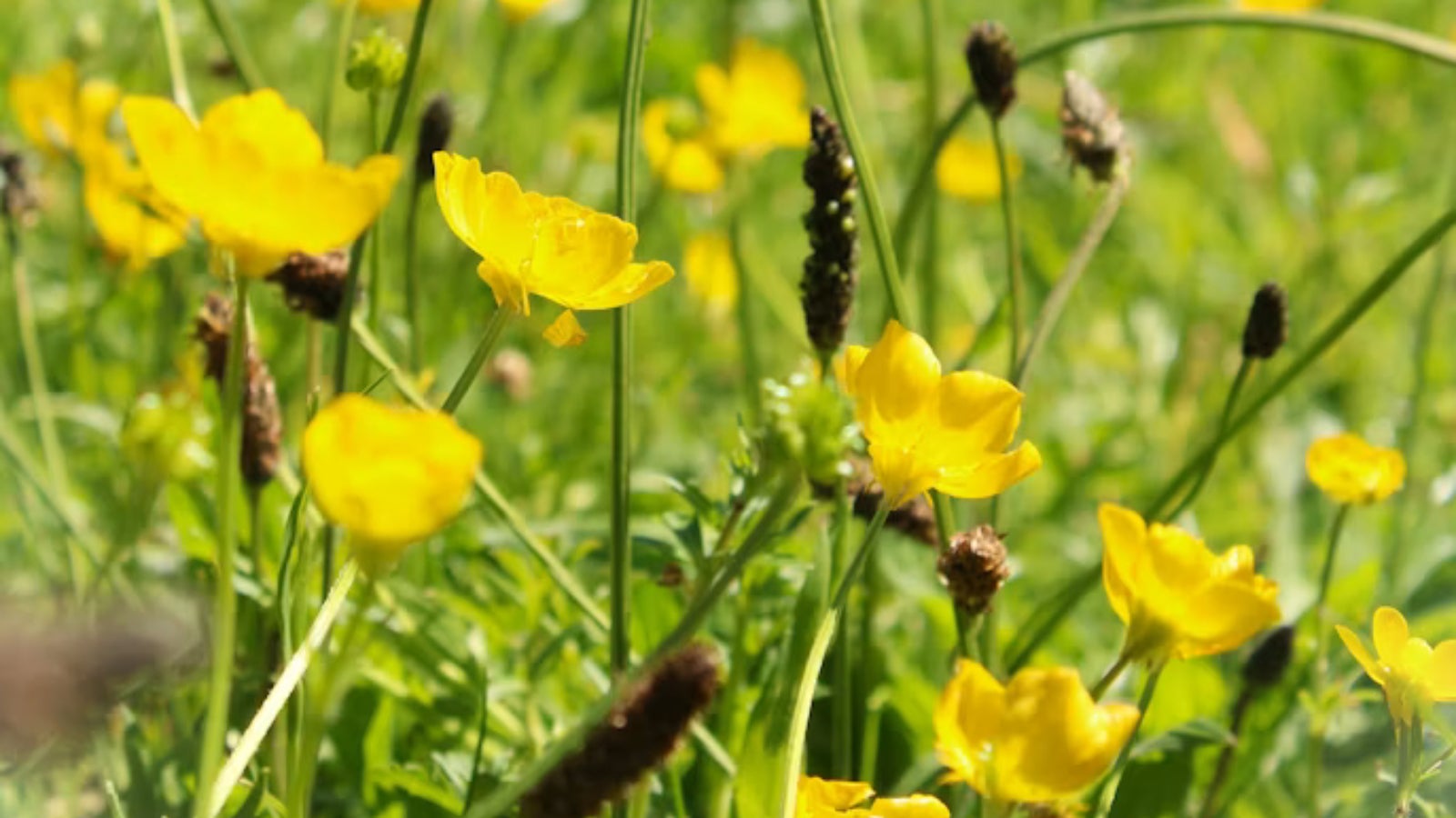 Eight Weeds Warning You About Drought-Prone Soil