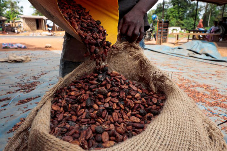 Ivory Coast sees strong exports of cocoa main crop as El Nino looms ...