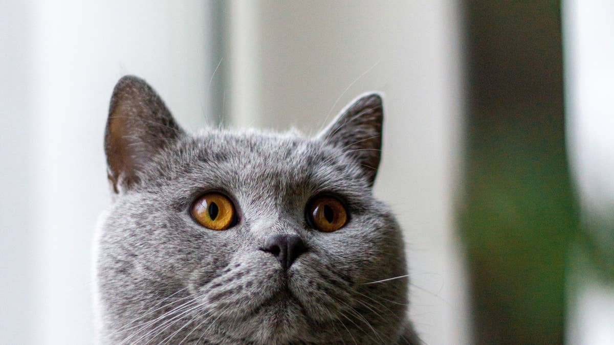 British Shorthair cat’s perfect timing leaves Golden Retriever totally ...