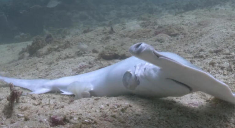 US urged to sanction China over shark finning practices after ...