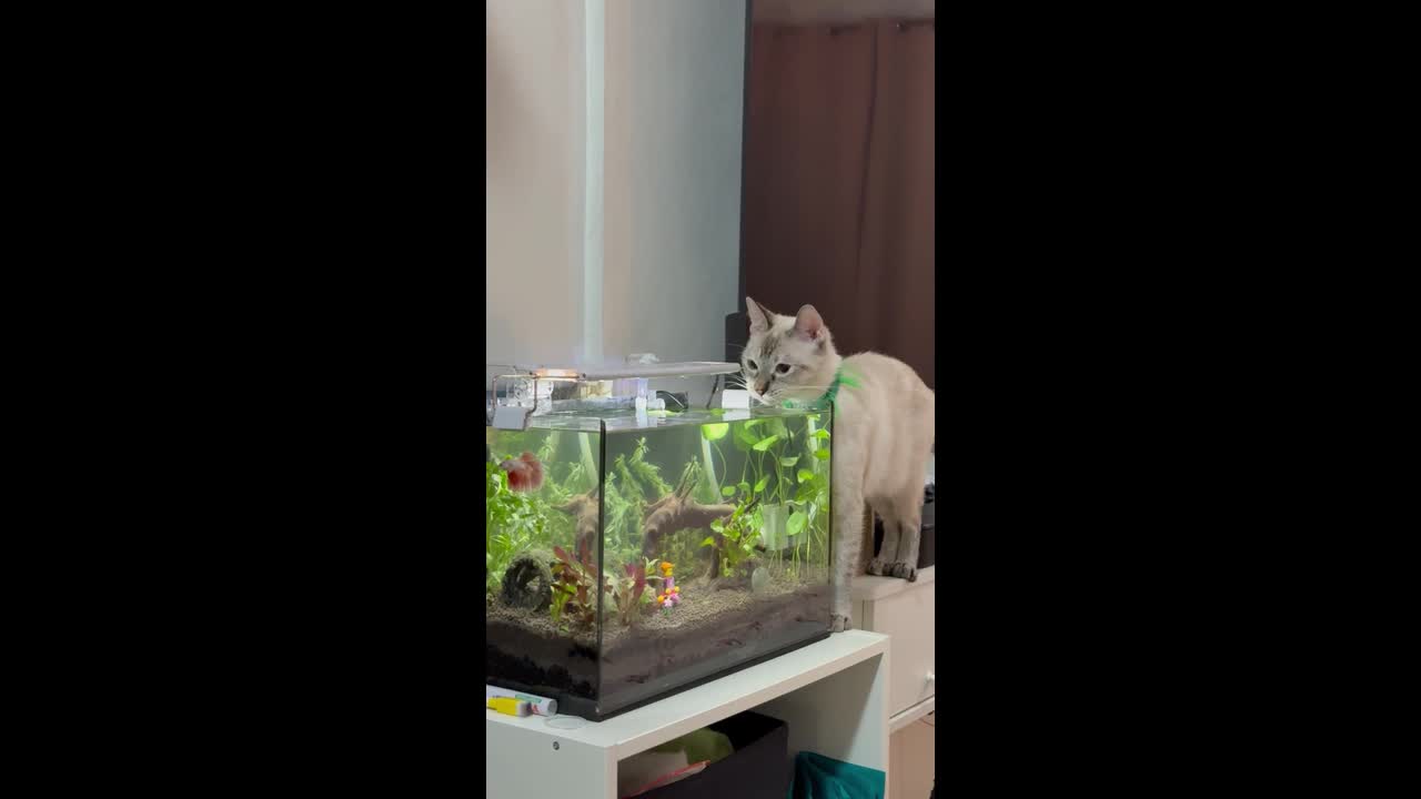 Pet cat drinks from family's aquarium