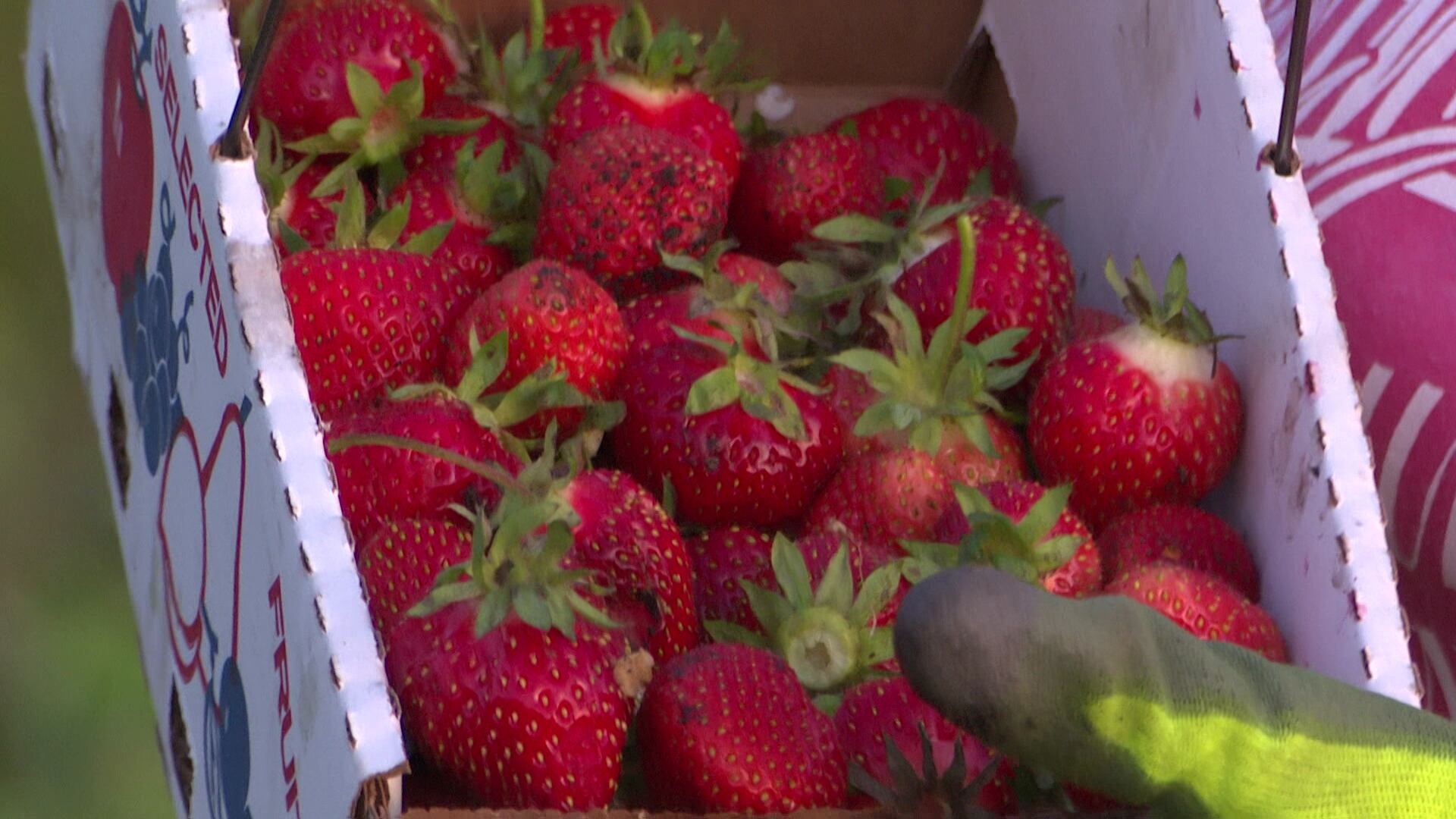 Strawberry season in full swing at Ziegler’s U-Pick in St. Joseph County