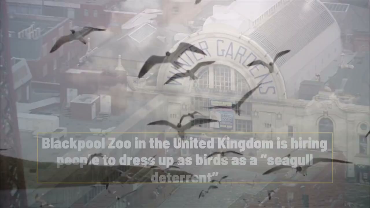 A zoo is hiring people to wear a bird costume to scare seagulls