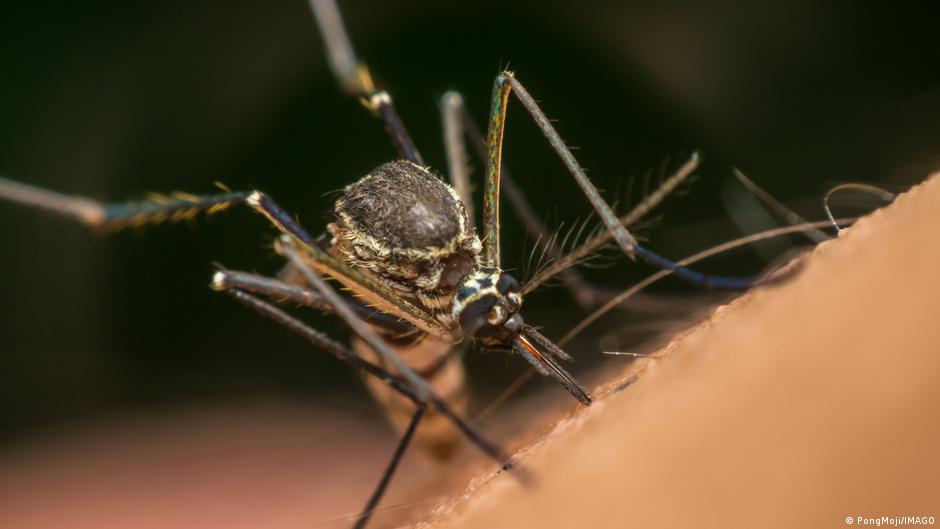 Google mosquito army: Scientists say 'we must take action'