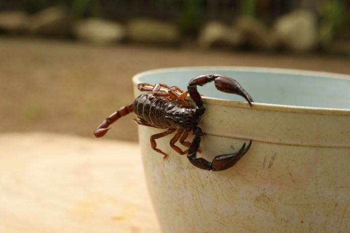 Alacranes en casa: estos son los lugares donde hacen nido y cómo ...