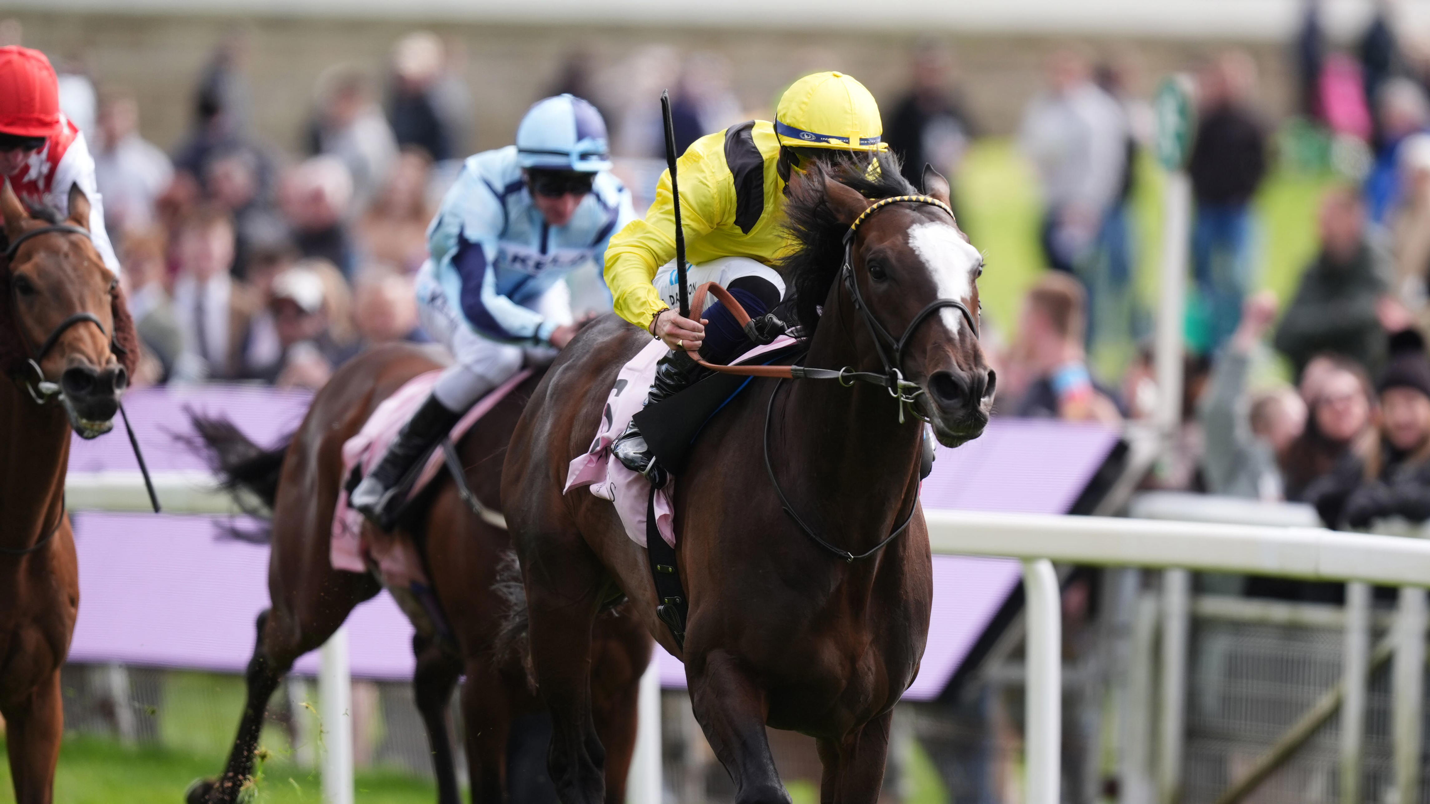Rahiebb to fly the flag for Varian at Royal Ascot