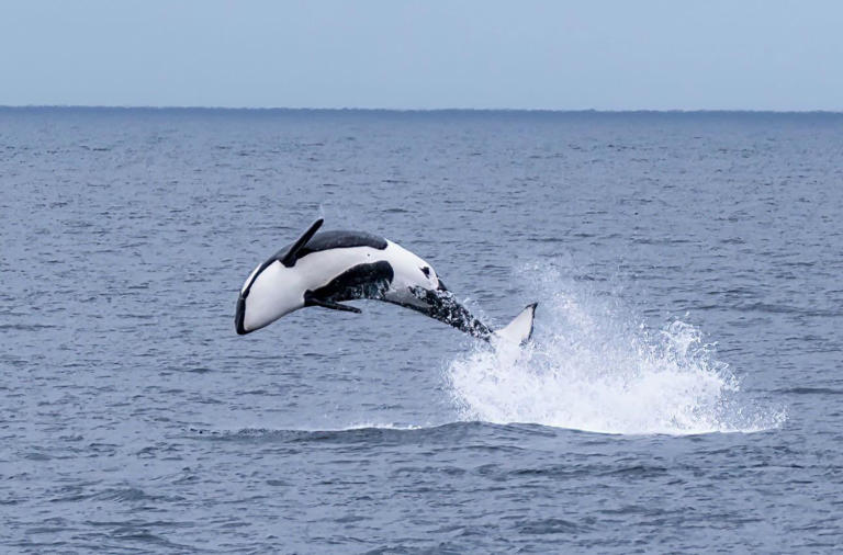 Extraordinary encounter as rare orca whale pod spotted off the coast of ...