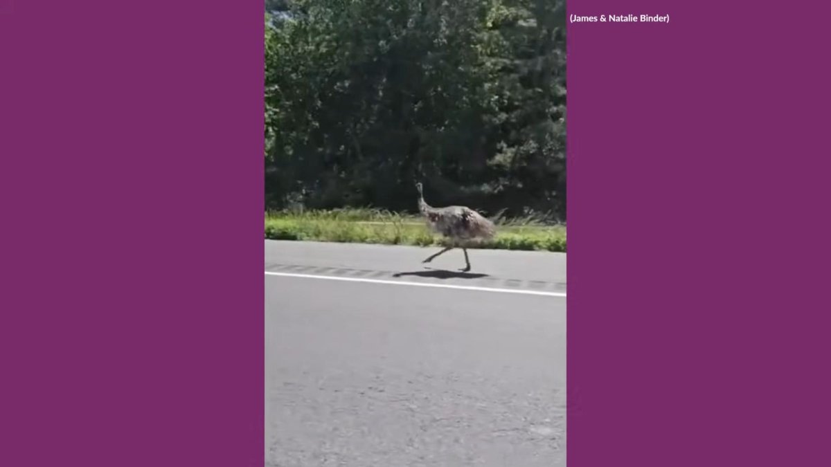 Watch: Emu leads Maryland State Police on highway chase