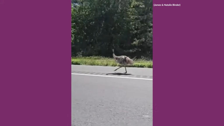 Watch: Emu leads Maryland State Police on highway chase