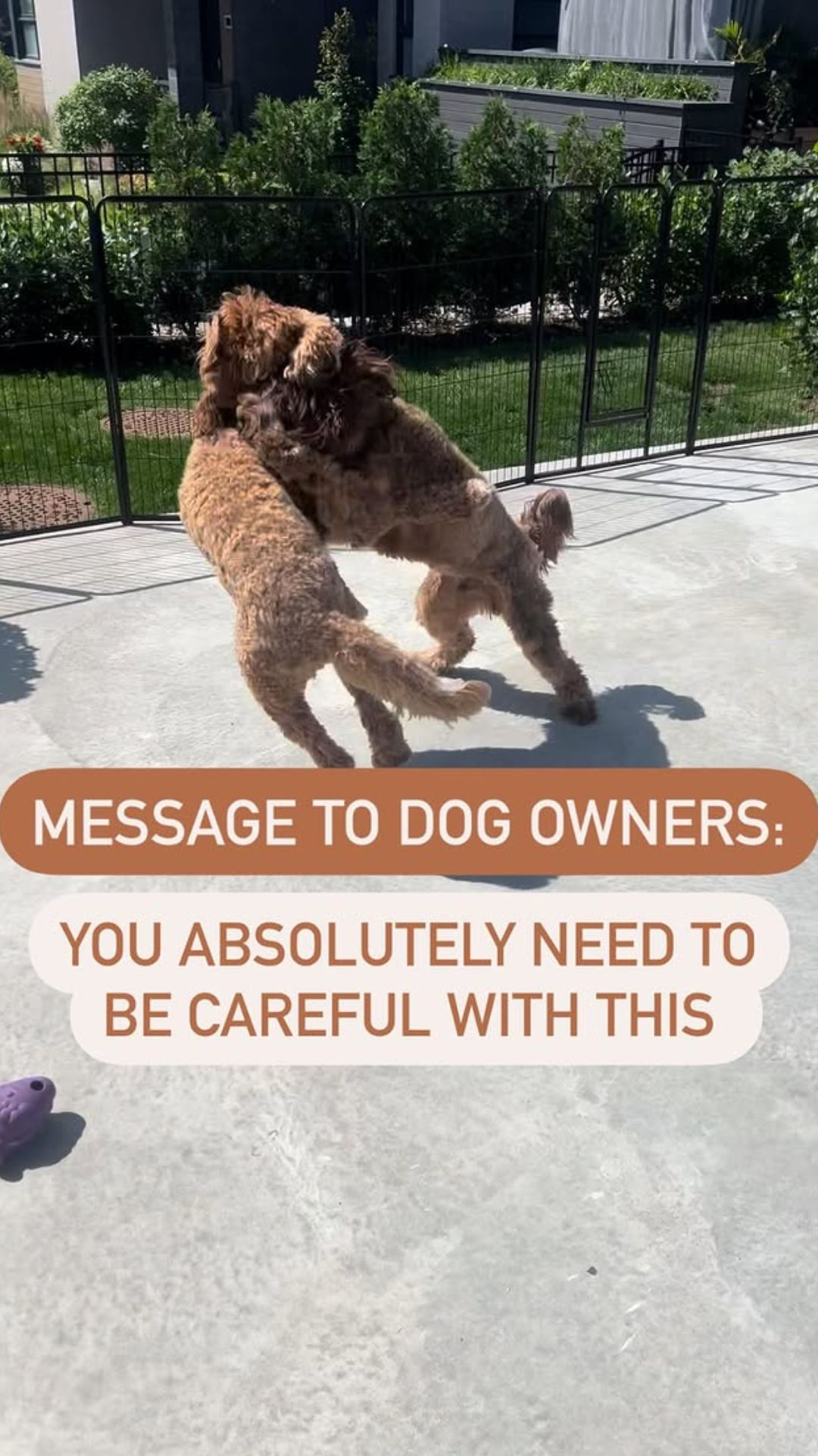 Urgent dog owners warning: What you must know about bloat