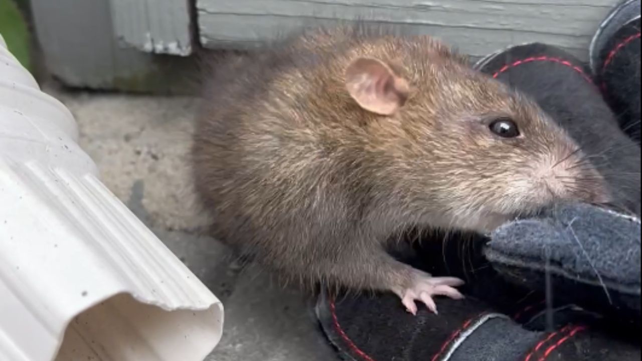 Kindhearted rescuer bravely frees a panicked rat trapped beneath a deck ...