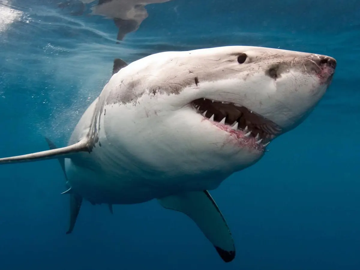 The truth about shark attacks: What’s real and what’s not