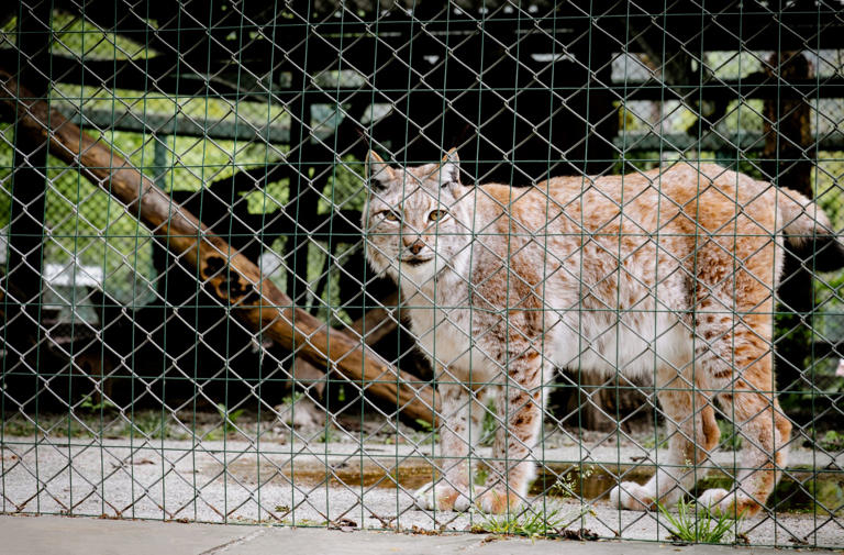 Zoo Known for Animal Bites, Escapes Looks to Rebrand