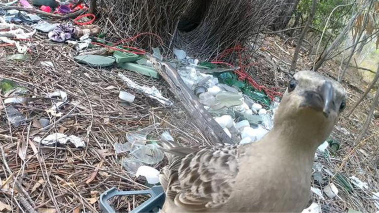 Urban bowerbirds prefer human-made items over natural materials for ...