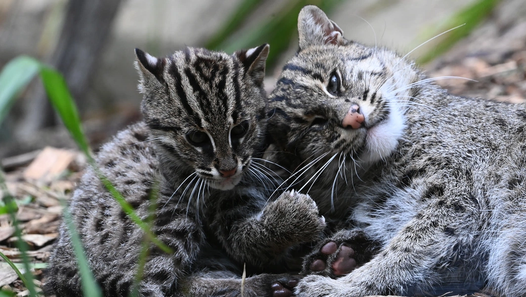 Learning to speak your cat’s language