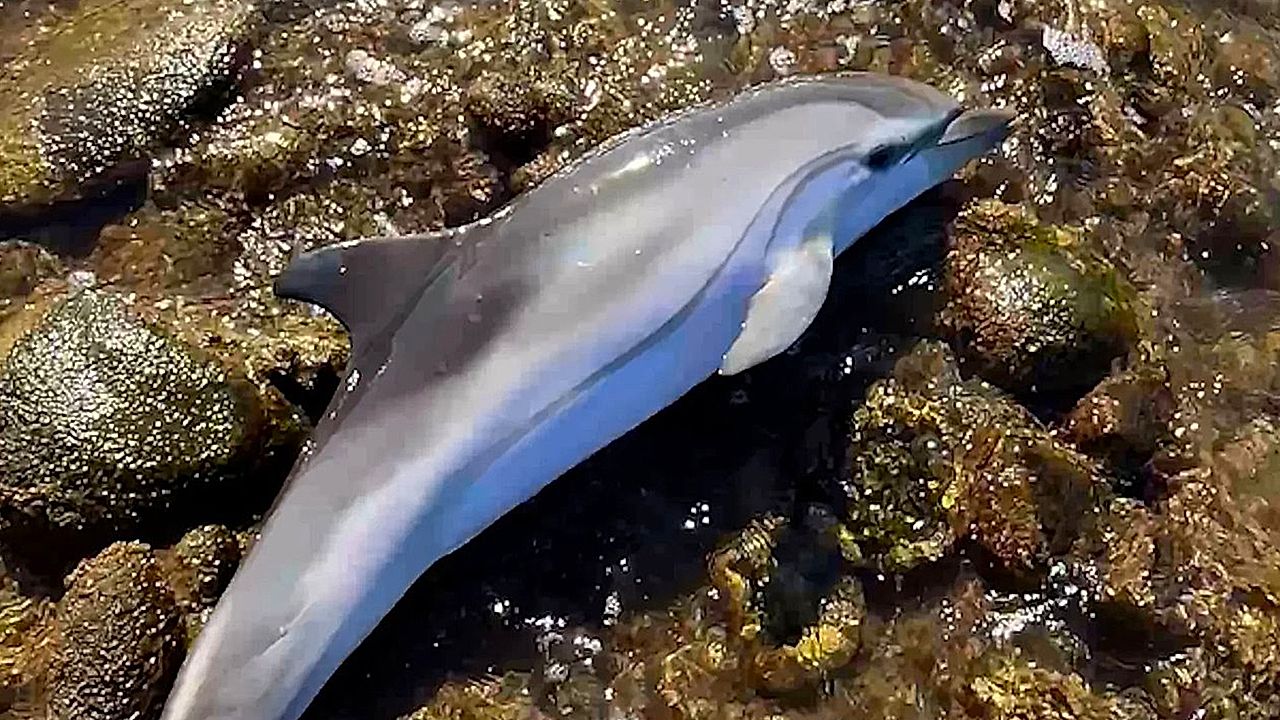Stranded and exhausted: Walkers save baby dolphin on Gran Canaria rocks