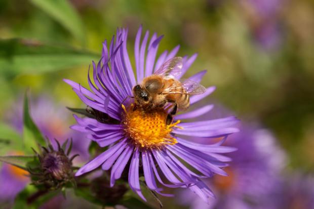 Contagious bee disease that can cause whole colony to die found in ...