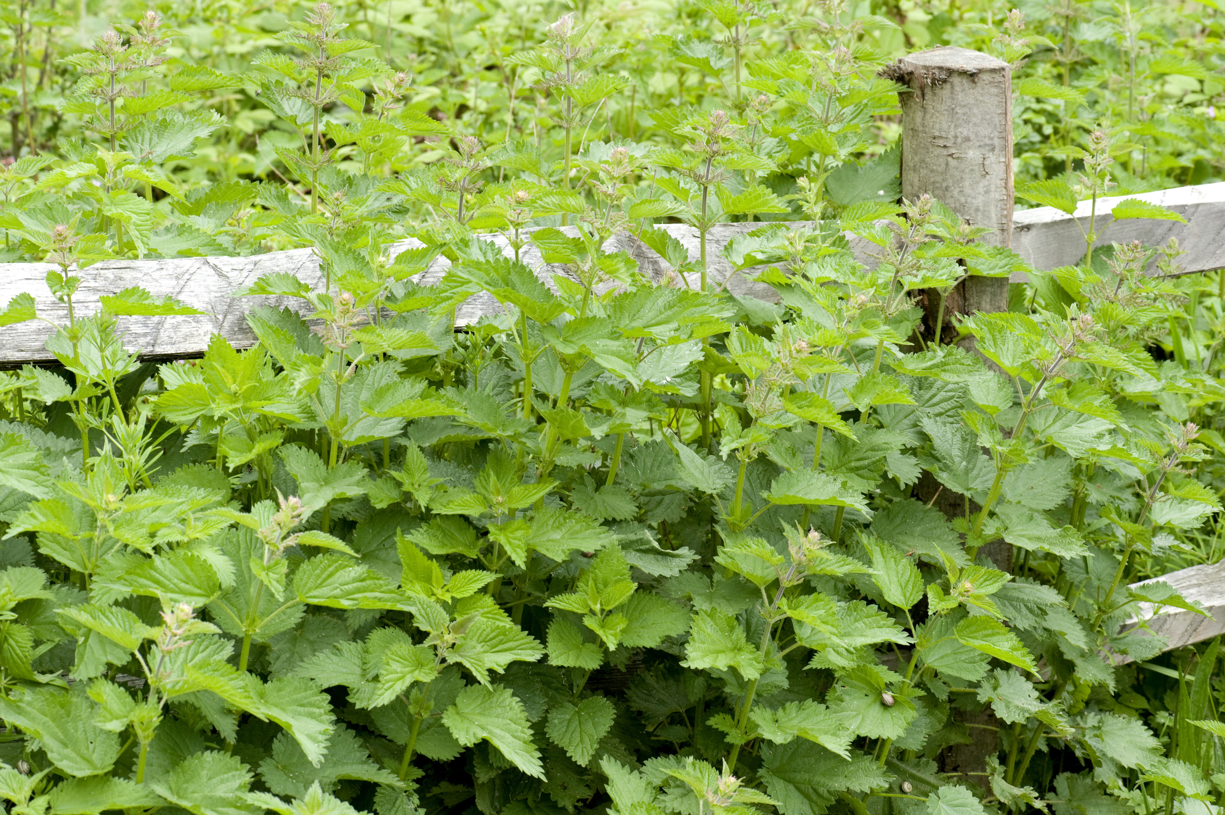 Pailler les légumes avec des feuilles d’ortie, de consoude ou de ...