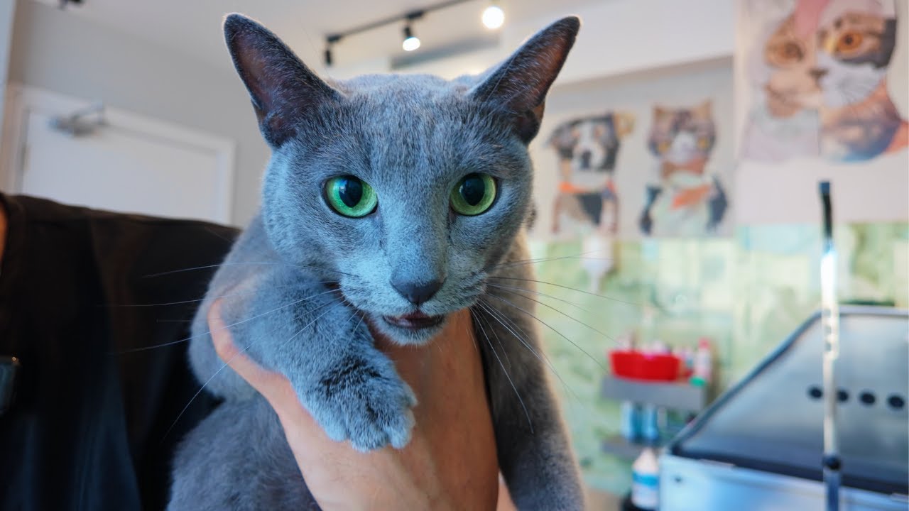 This Russian blue had some spice