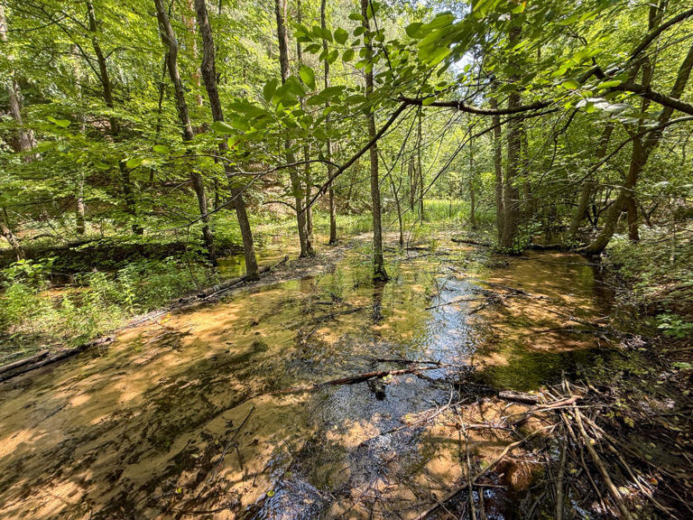 Torfowiska, bagna i buczyny pod ochroną. Powstaną nowe rezerwaty ...