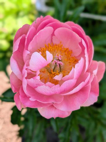 Martha just shared her secret to preventing peonies from flopping in ...
