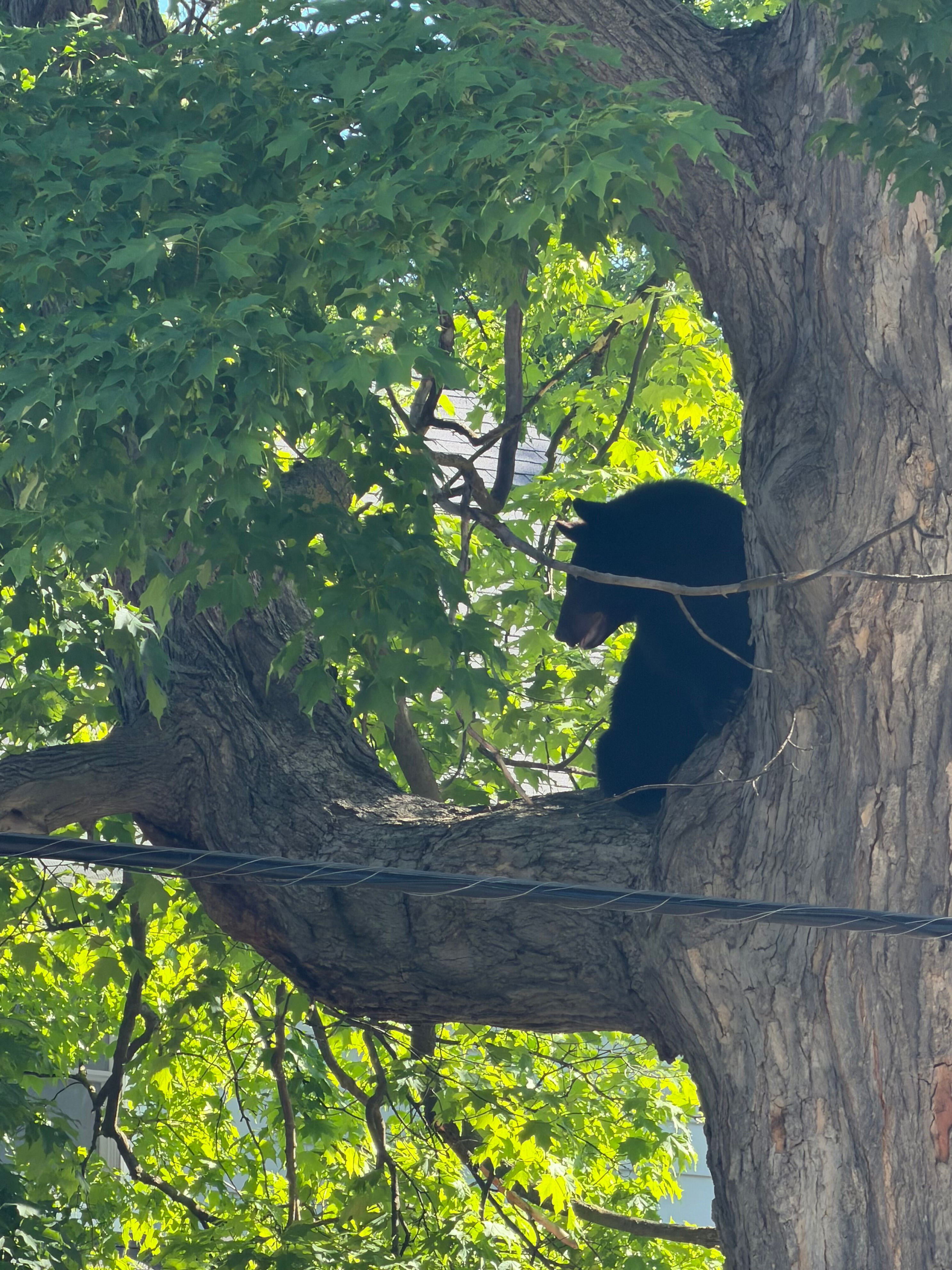 Bear spotted climbing tree in Mt. Pleasant safely moved