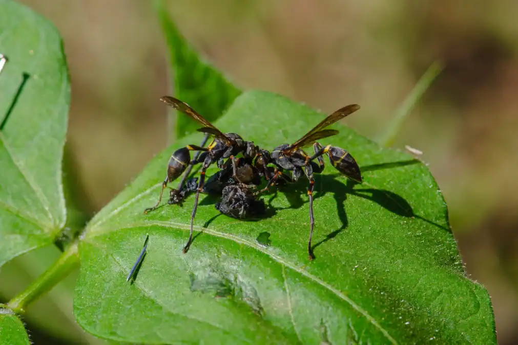 Some plant receptor helps beans detect caterpillars and call in wasp ...