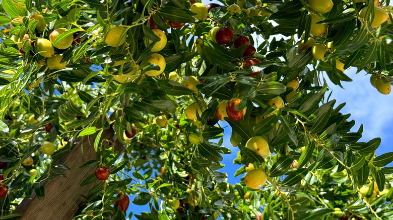 11 fruit trees that even a beginning gardener can grow in their yards