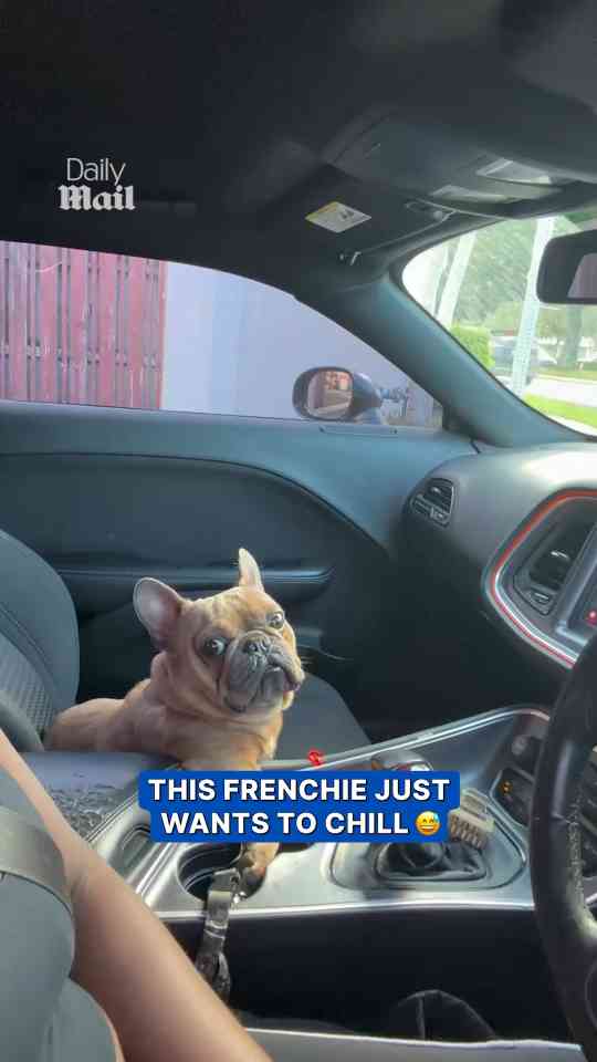French bulldog makes it clear he just wants to relax in the car