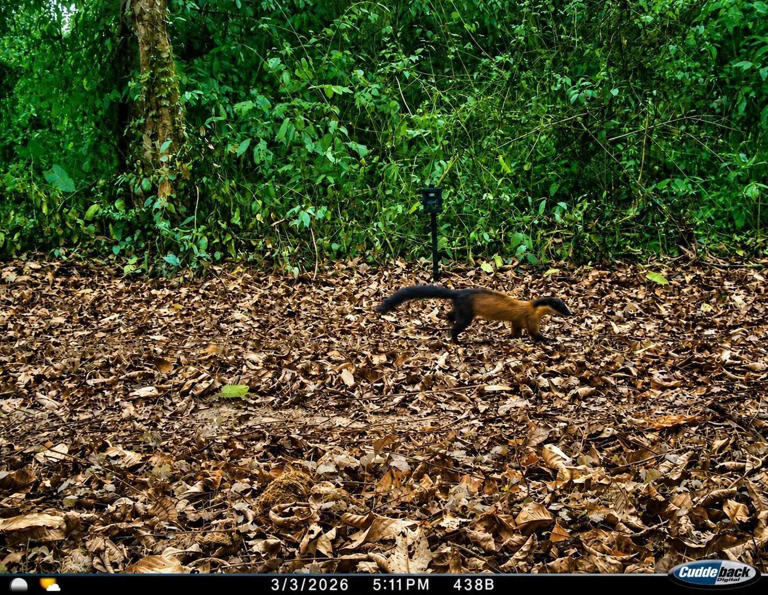 Yellow-throated marten spotted in Kaziranga