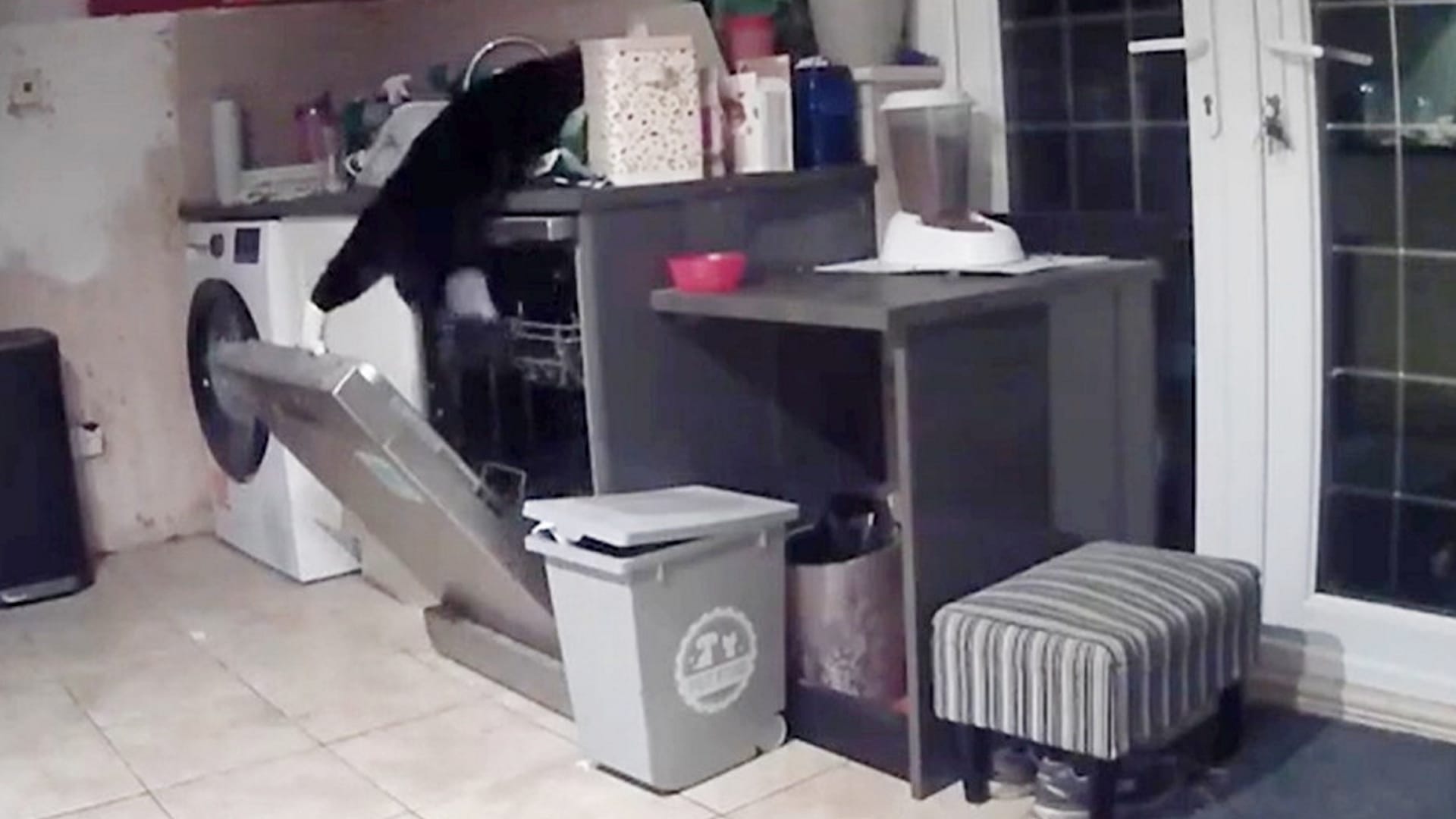 Security camera reveals mystery home invaders were neighborhood cats