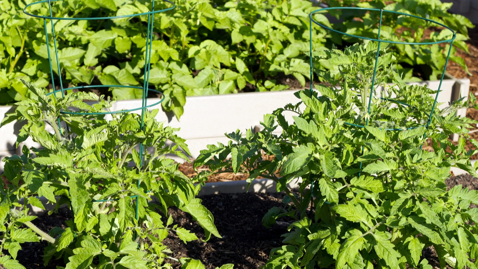 How tomato cages help gardeners grow healthier, more productive plants