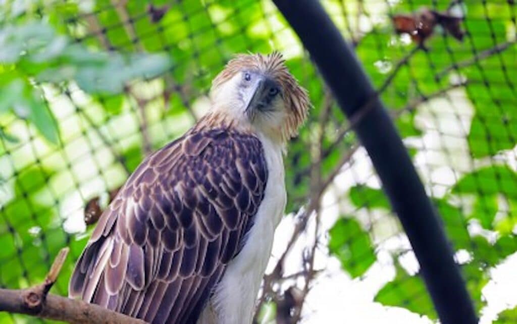 Girlie, rescued Philippine eagle, breaks typical lifespan