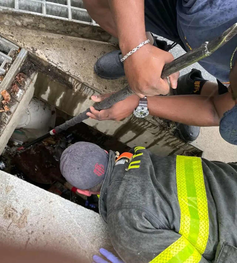 More baby ducks are falling in CT's storm drains. Here's why and what ...