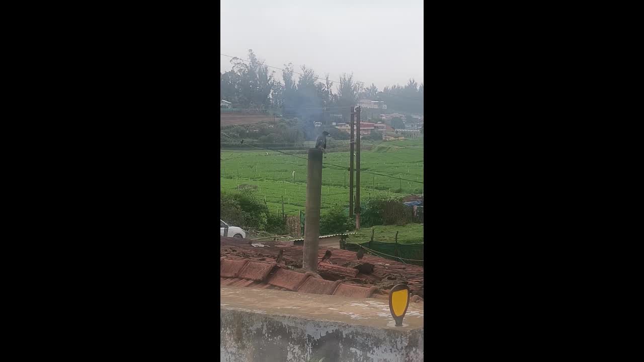 Birds gather around smoking chimney in Nilgiris, Tamil Nadu, India