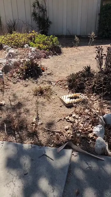 Wild bee rescue from a buried meter box